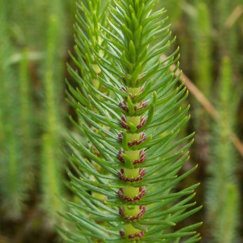 Lidsteng - Hippuris vulgaris L. - Herbarium
