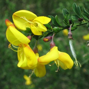 Brem - Cytisus scoparius (J.Martyn) Kotyk - Herbarium