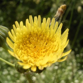 Gekroesde melkdistel - Sonchus asper (L.) Hill - Herbarium
