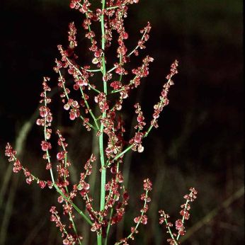 Geoorde zuring - Rumex thyrsiflorus Fingerh. - Herbarium