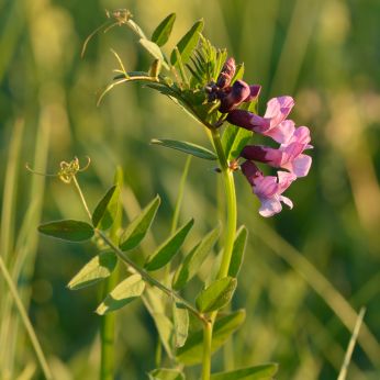 Heggenwikke - Vicia sepium L. - Herbarium