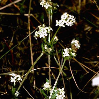 Liggend walstro - Galium saxatile L. - Herbarium