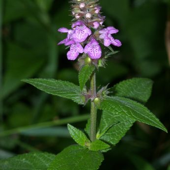 Moerasandoorn - Stachys palustris L. - Herbarium