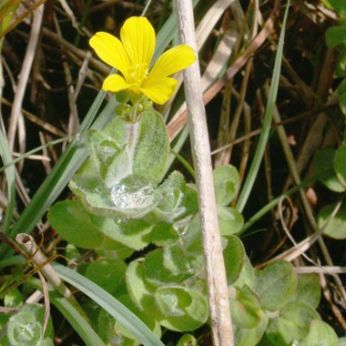 Moerashertshooi - Hypericum elodes L. - Herbarium