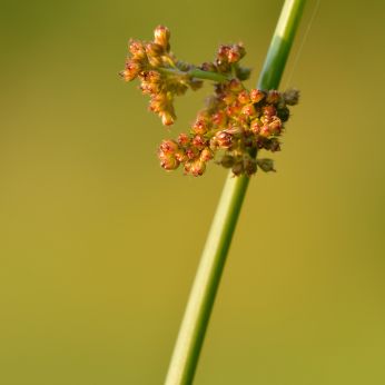 Pitrus - Juncus effusus L. - Herbarium