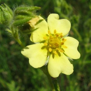 Rechte ganzerik - Potentilla recta L. - Herbarium