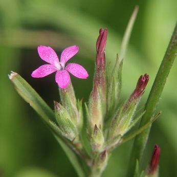 Ruige anjer - Dianthus armeria L. - Herbarium
