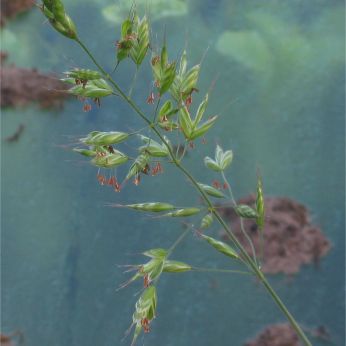 Zachte dravik - Bromus hordeaceus L. - Herbarium
