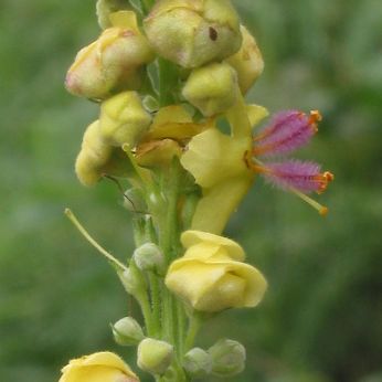 Zwarte toorts - Verbascum nigrum L. - Herbarium