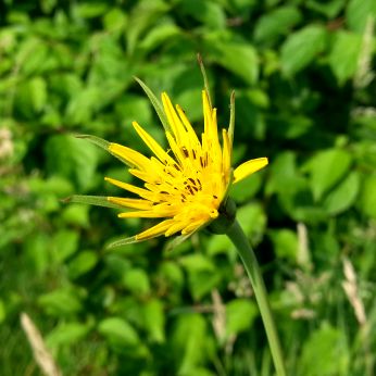 Gele morgenster - Tragopogon pratensis subsp. pratensis L. - Herbarium