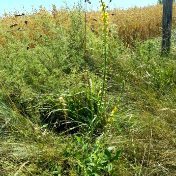 Gewone agrimonie - Agrimonia eupatoria L. - Herbarium