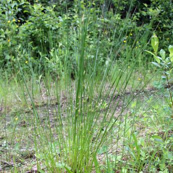 Draadrus - Juncus filiformis L. - Herbarium