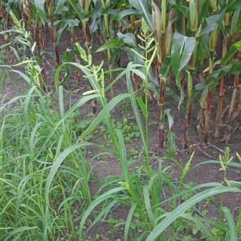 Europese hanenpoot - Echinochloa crus-galli (L.) Beauv. - Herbarium