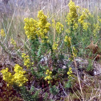 Geel walstro - Galium verum L. - Herbarium