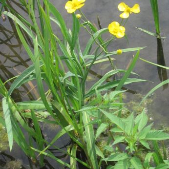 Grote boterbloem - Ranunculus lingua L. - Herbarium