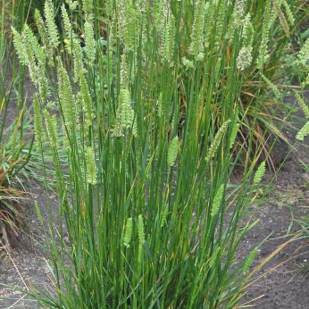 Kamgras - Cynosurus cristatus L. - Herbarium