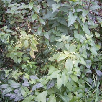 Klein springzaad - Impatiens parviflora DC. - Herbarium