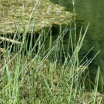 Mannagras - Glyceria fluitans (L.) R.Brown - Herbarium