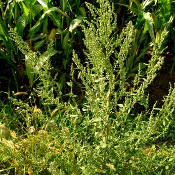 Uitstaande melde - Atriplex patula L. - Herbarium