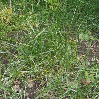 Veldbeemdgras - Poa pratensis L. - Herbarium